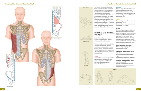 The Concise Book of Muscles - Think Tree Hub : Think Tree Hub