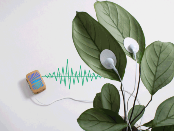 Technology - Device allows you to hear plants ‘play music’ - Think Tree ...