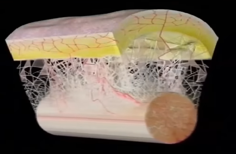 Anatomy Passions - Think Tree Hub : Think Tree Hub